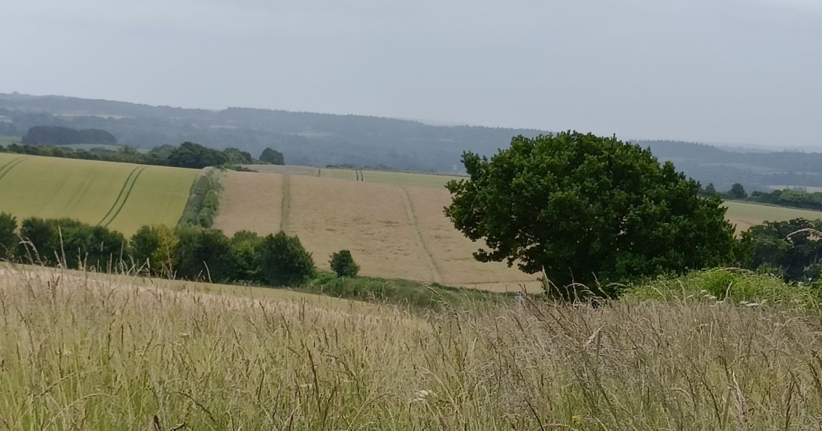 Micheldever Wood - Cancelled - Ramblers